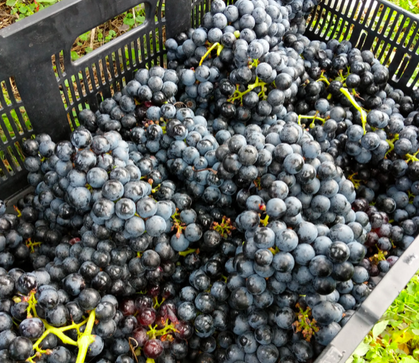 PA Wine 101: Get to Know Chambourcin